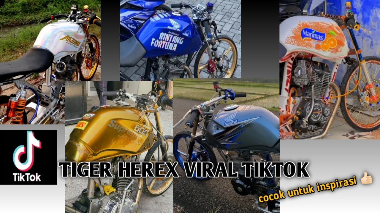 INSPIRASI TIGER HEREX TRONDOL (VIRAL TIKTOK ) TERBARU 2022 ‼️ - YouTube