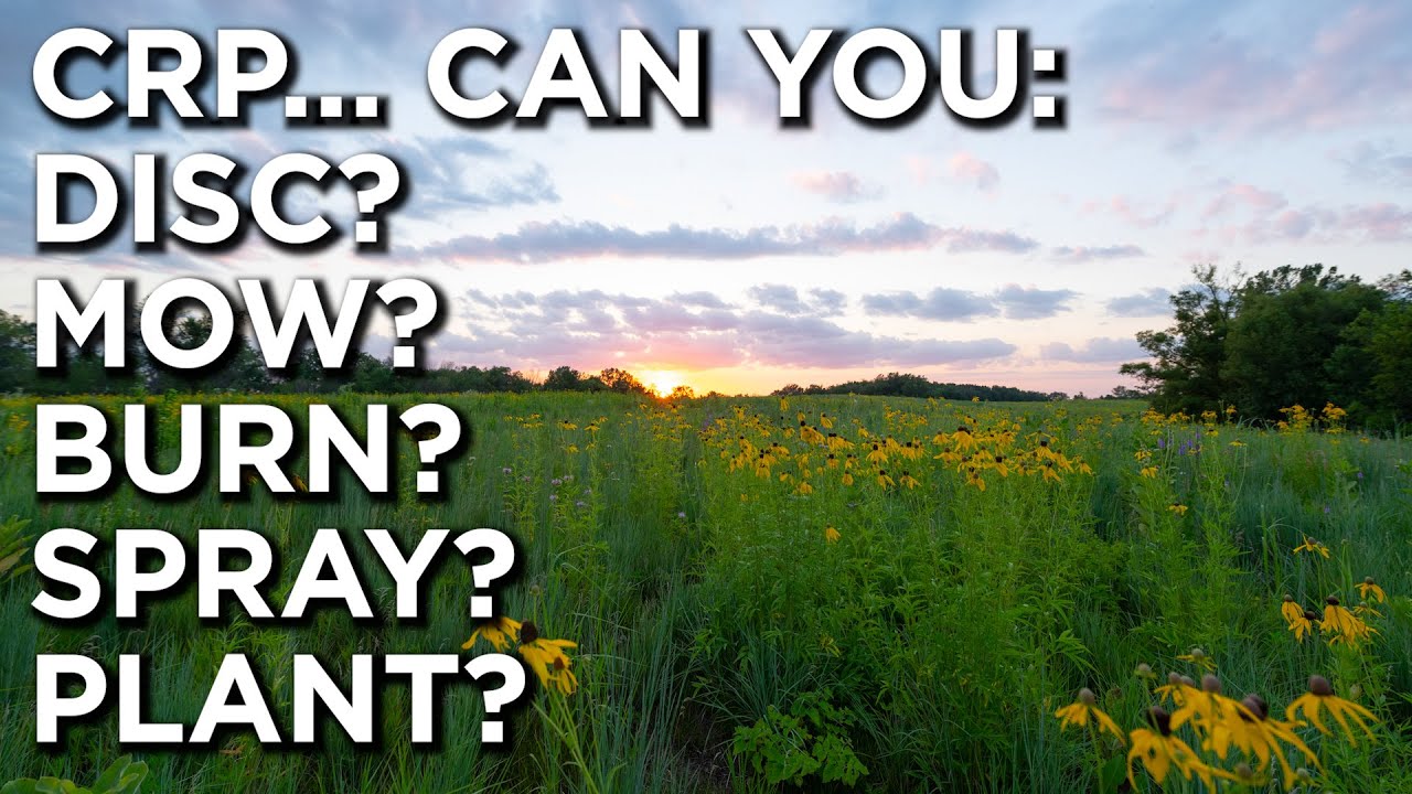 What You NEED To Know About CRP!! (Conservation Reserve Programs) - YouTube