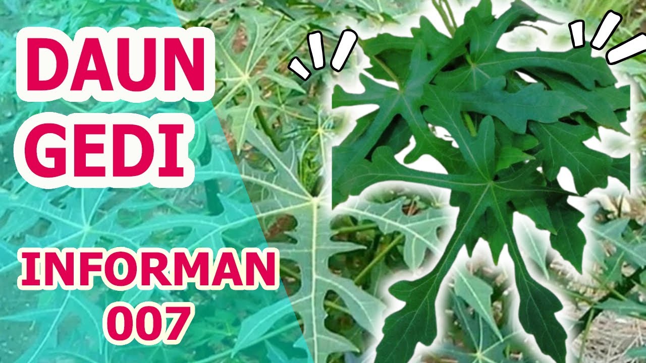 MANFAAT DAUN GEDI DAN CARA PENGOLAHANNYA - YouTube