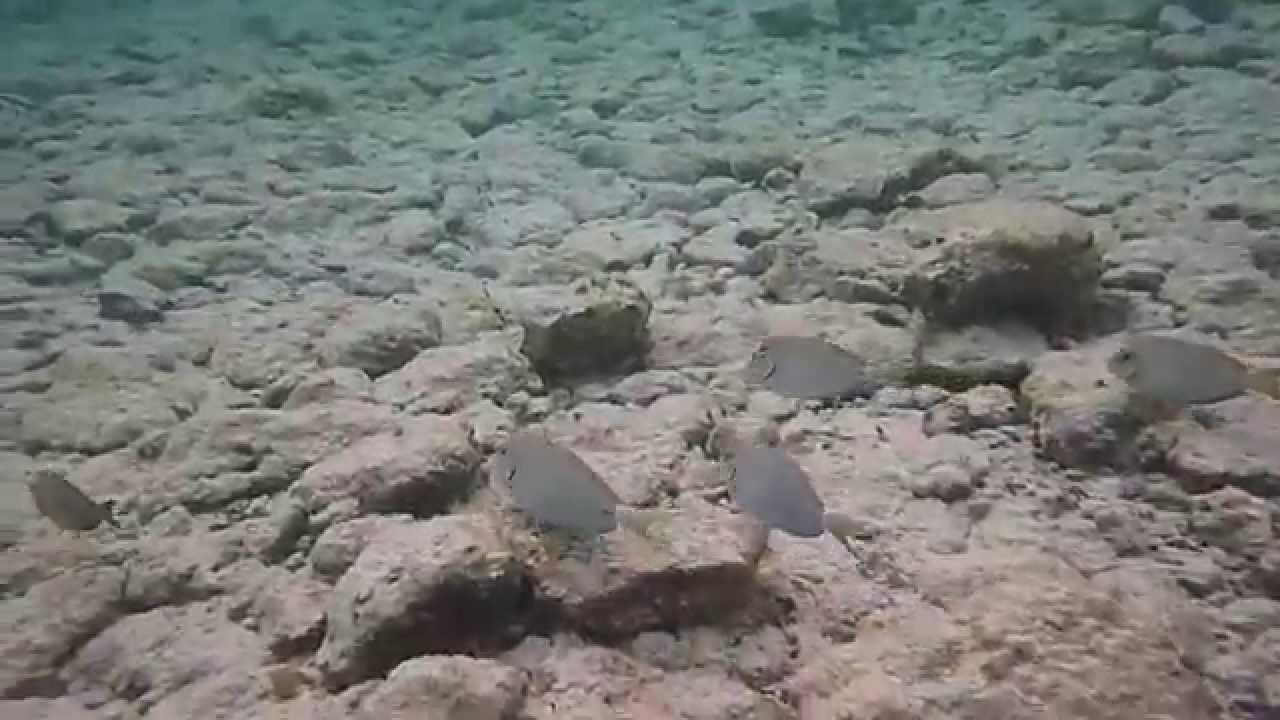 Snorkeling, Watermelon Cay, St John - YouTube