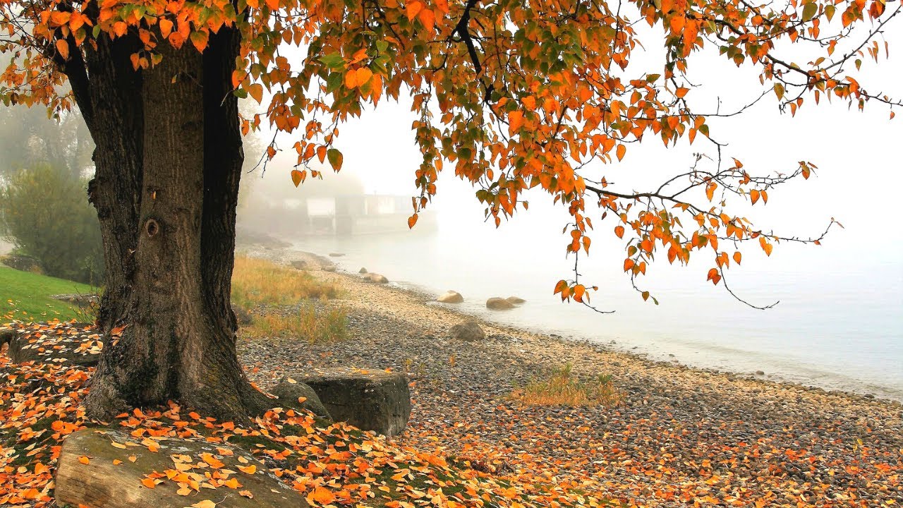 Beautiful Relaxing Music for Stress Relief, Meditation, Relaxation and ...