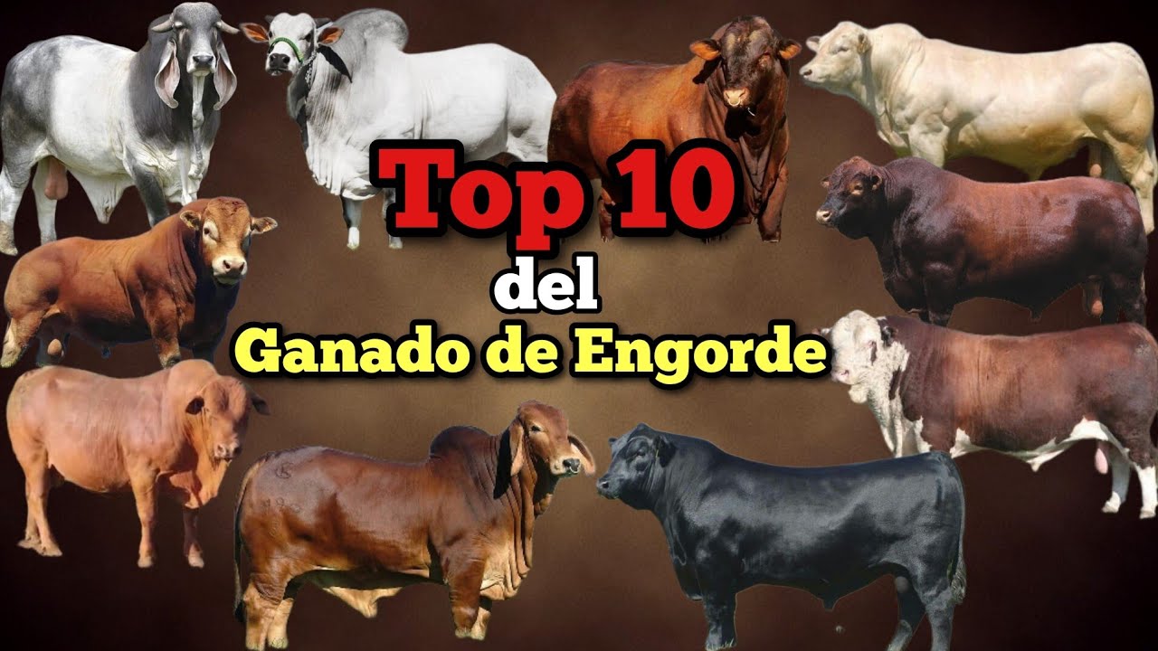 Top 10 de las Mejores razas de Engorde. - YouTube