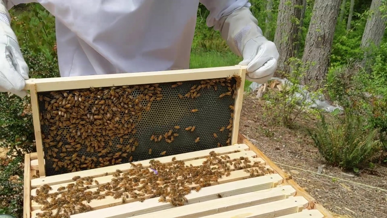 First Bee Inspection - YouTube