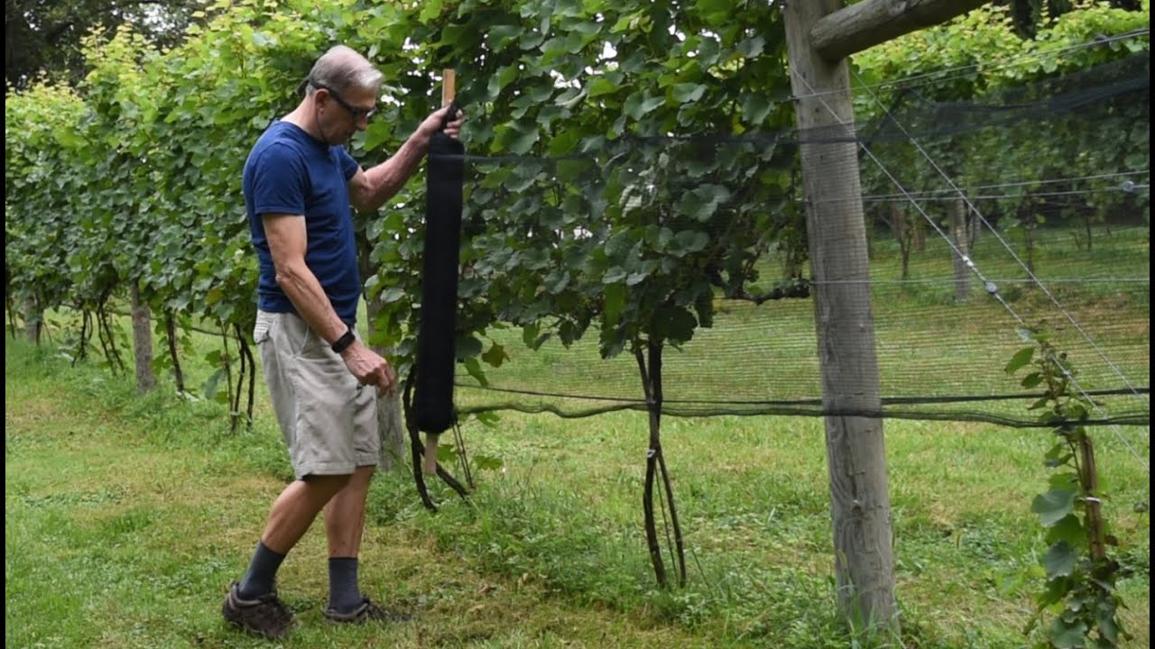 Viticulture - #6 Installing Nets - A Season in the Vineyard - YouTube