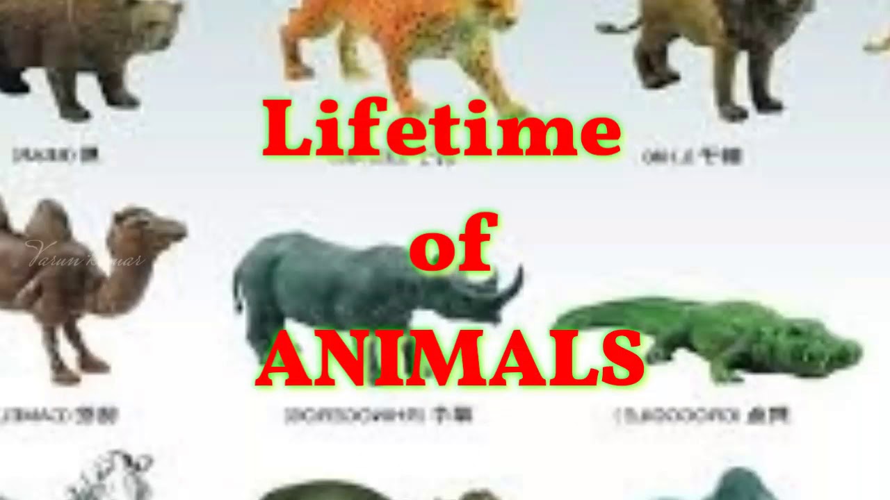 Lifespan of Animals l animals lifetime - YouTube