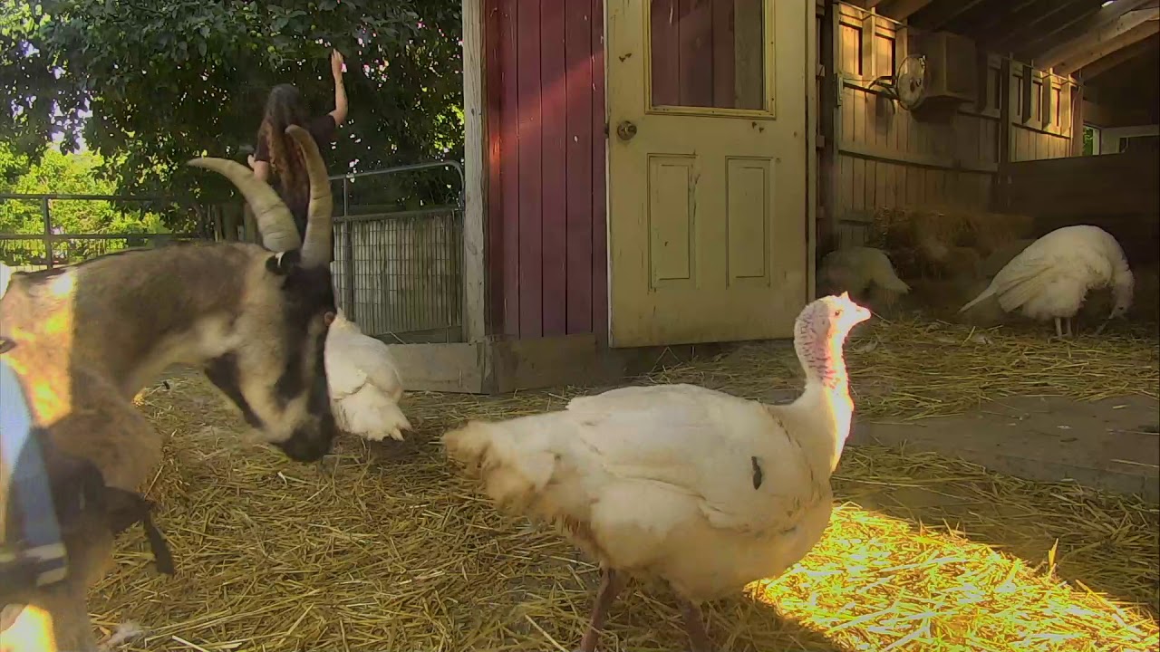 Turkey Barn Cam 07-29-2018 15:24:18 - 16:24:19 - YouTube