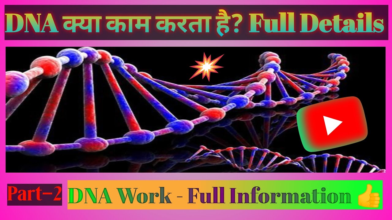DNA : DNA के कार्य? | Function of DNA in Hindi | Function of Deoxyribonucleic Acid? | Full ...