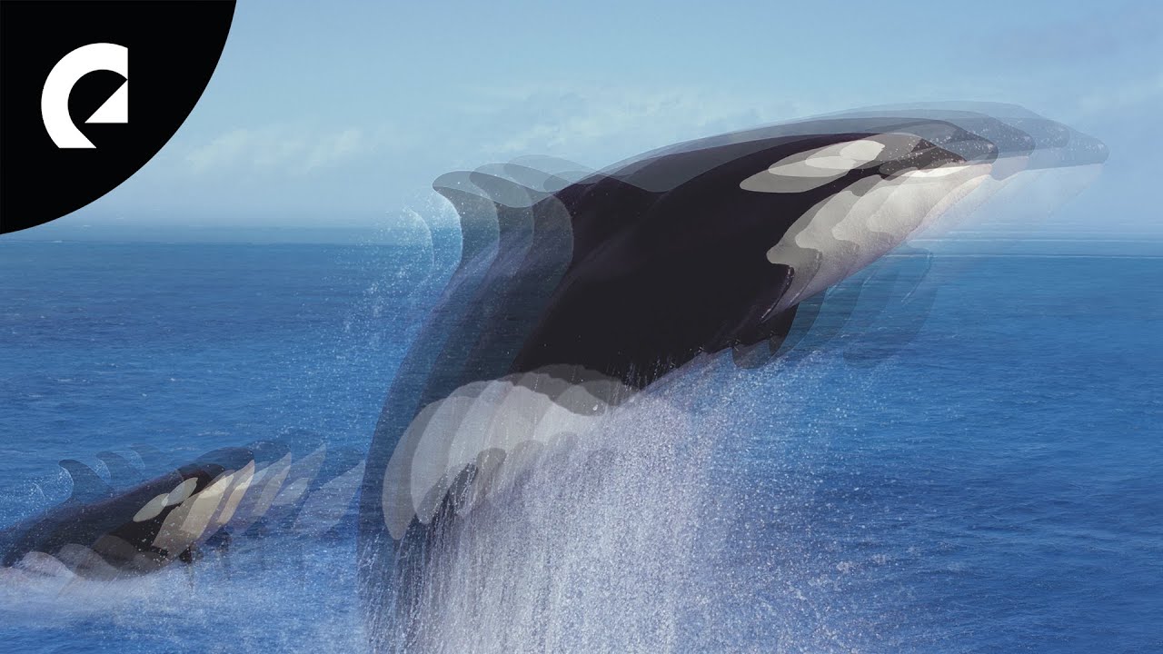 Joseph Beg - Orca Matriarch - YouTube