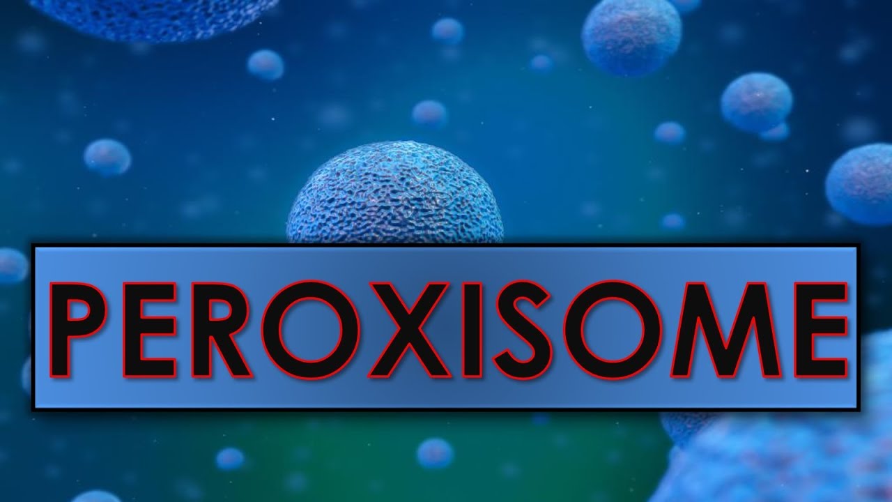 Peroxisome -- The Intracellular Organelle..(#ppt) - YouTube
