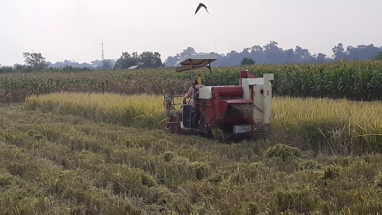 Mesin pemanen padi super cepat - YouTube