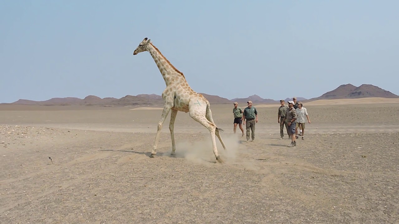 Como Conservation Champions - Adam Nigon on Giraffes - YouTube