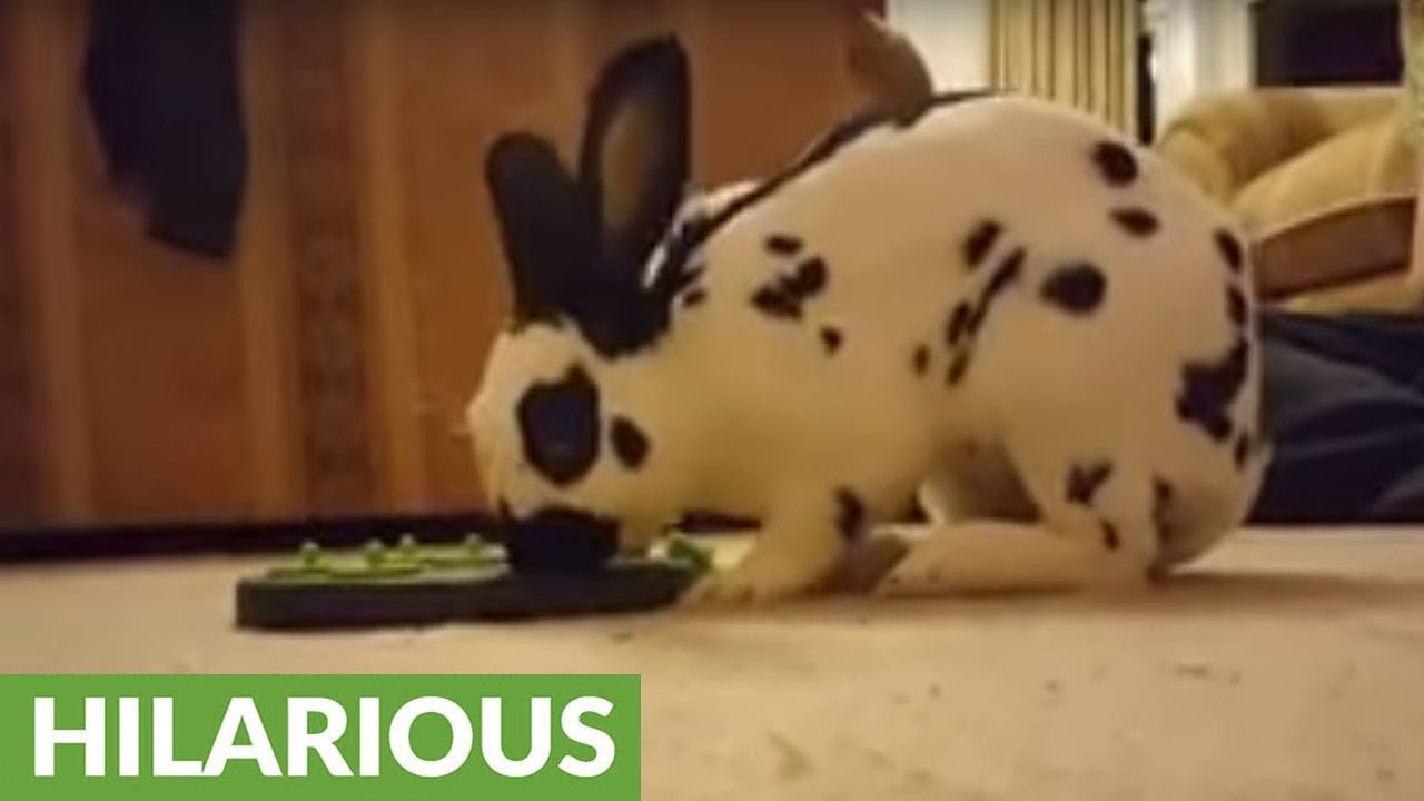 Bunny gets frustrated with feeder, totally smashes it - YouTube
