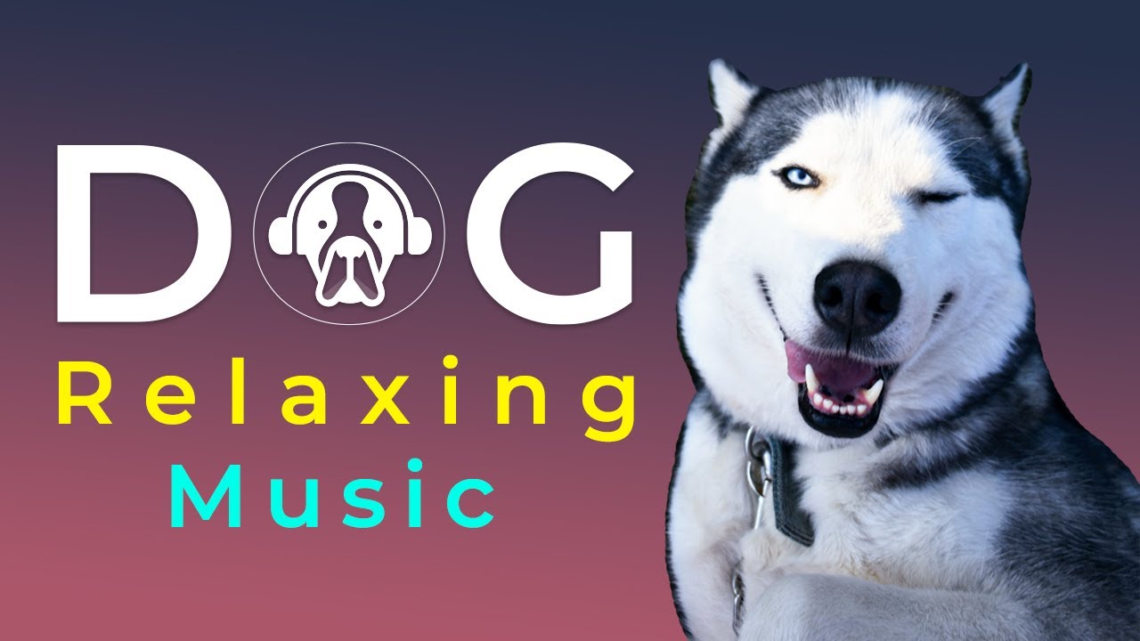 Guided Meditation for Anxious or Hyperactive Dogs | Dog Meditation ...
