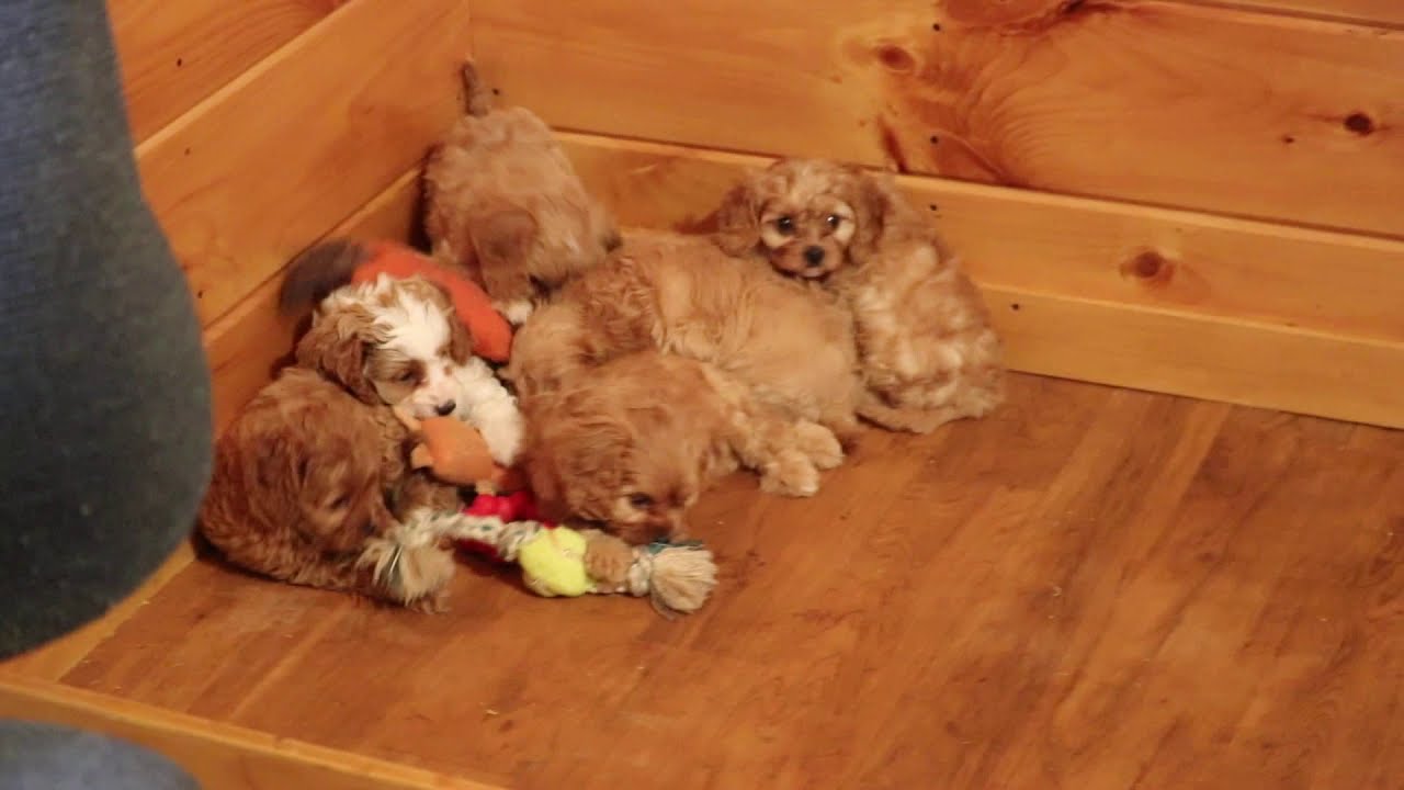 Cavapoo Puppies For Sale - YouTube