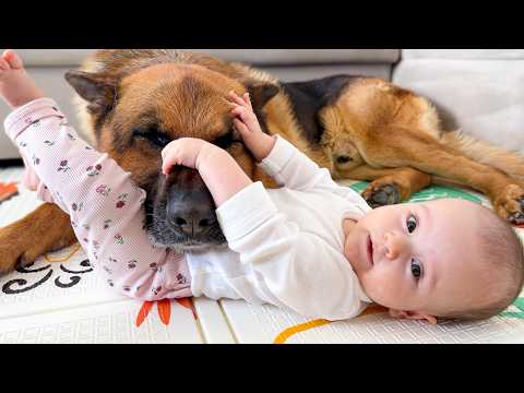 Baby Touches the German Shepherd’s Face — Sweet Reaction