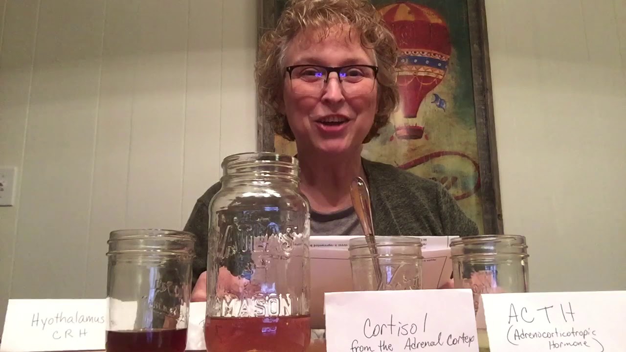 Endocrine lab experiment - YouTube