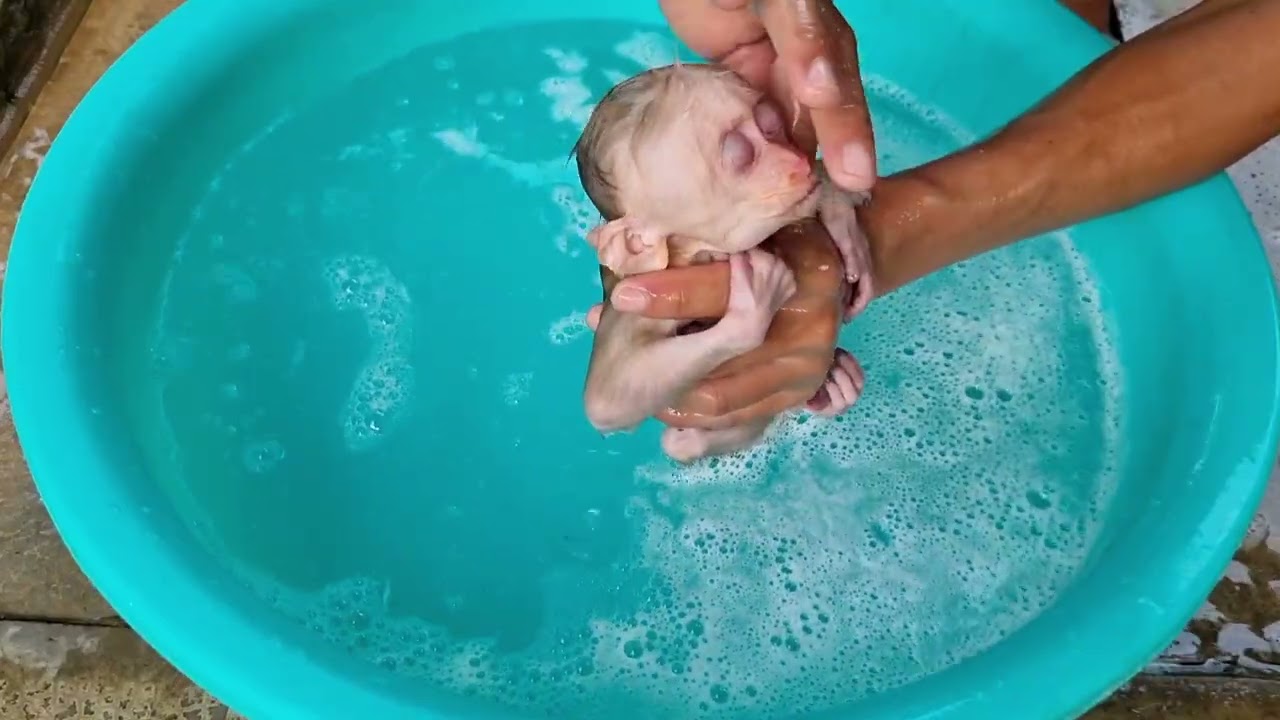 baby monkey takes a bath - YouTube