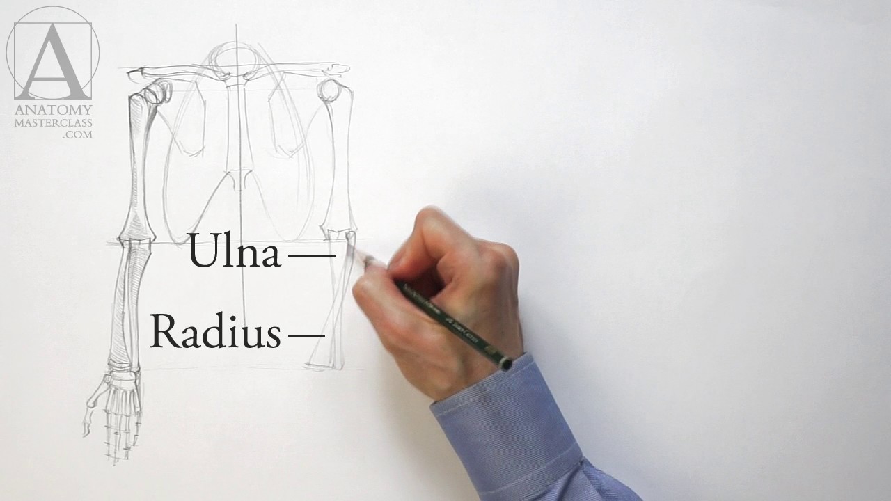 Arm Anatomy - Anatomy Master Class for figurative artists - YouTube