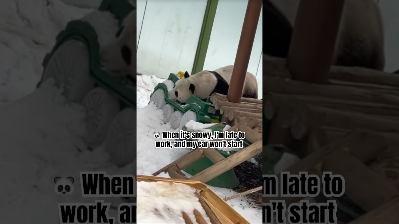 🐼 Panda Meme | When it's snowy, I'm late to work, and my car won't ...