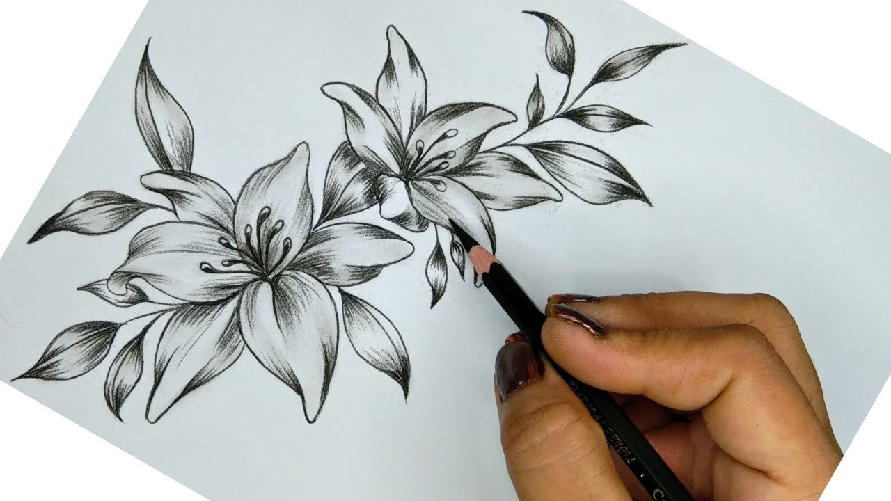How to draw hibiscus flower | Hibiscus flower drawing step by step ...