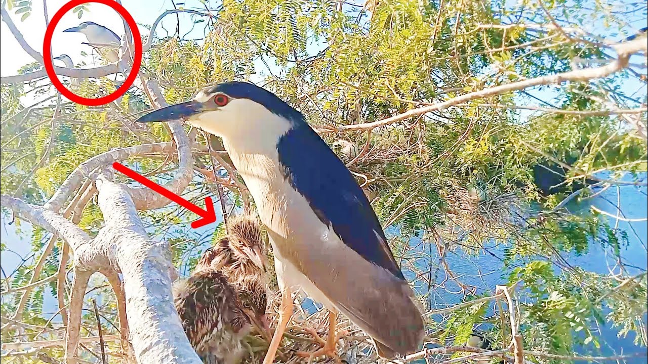 bb wow 😦#animals #love #share #subscribe - YouTube
