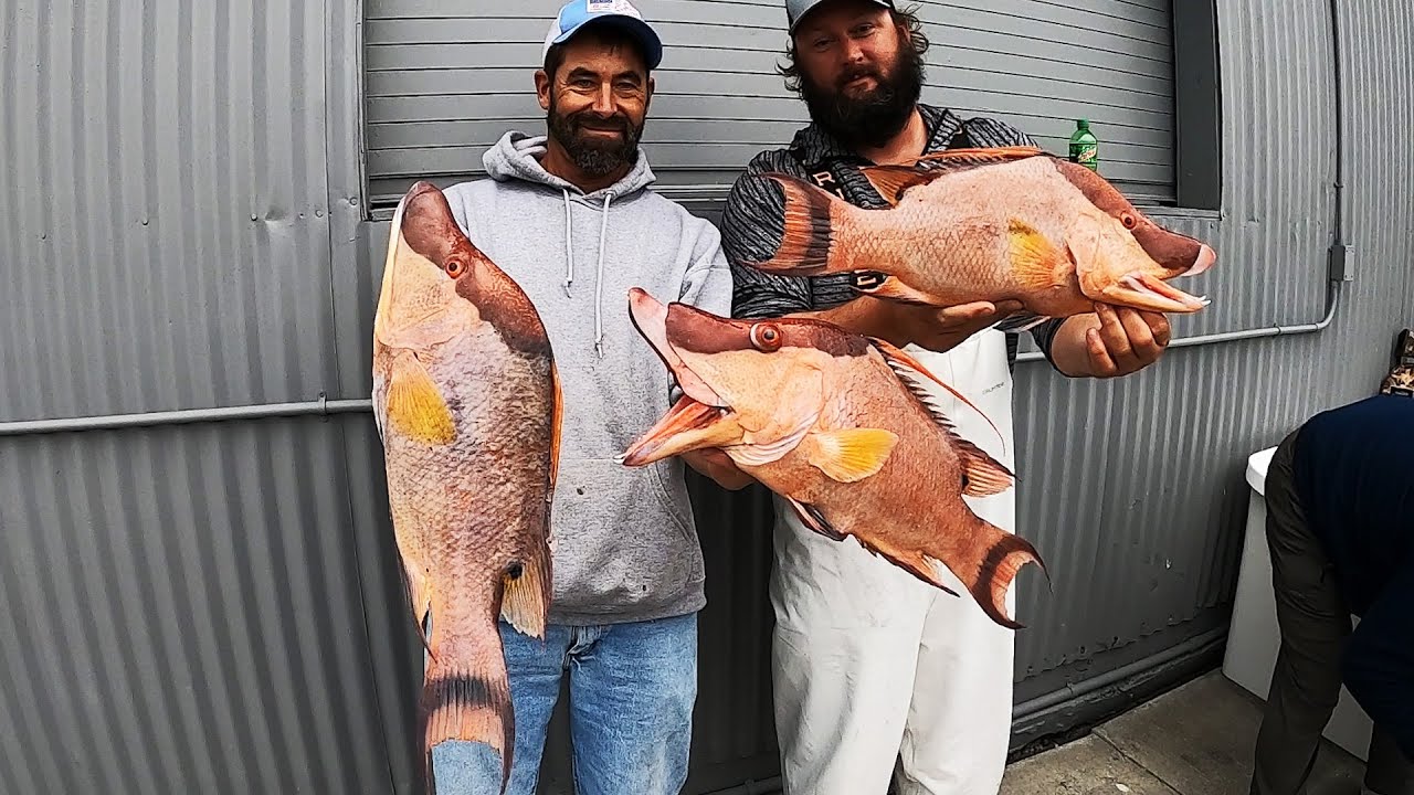 Offshore in the Gulf | MASSIVE HOG FISH | Catch and Cook - YouTube