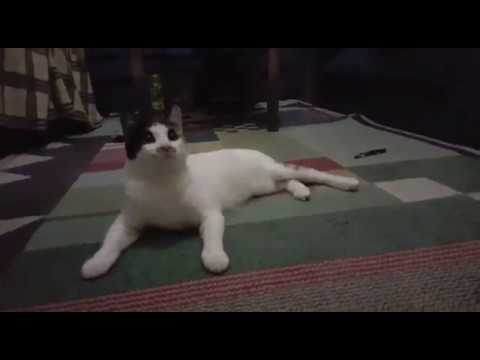 köpek gibi oyun oynayan kedi