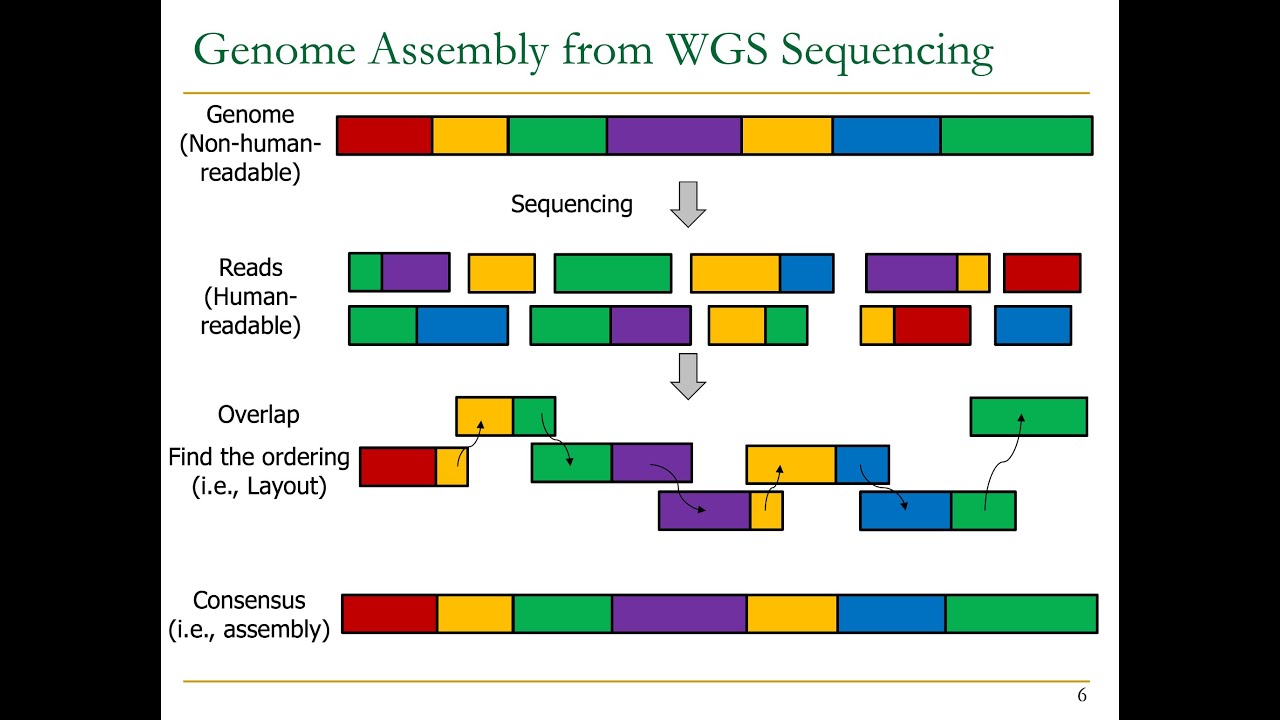P&S Genomics - Lecture 5: Building the Blueprint of Life: Genome ...