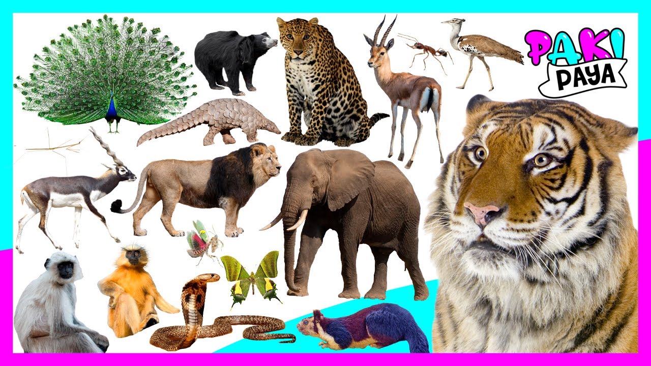 ¡LOS ANIMALES DE LA INDIA! 🐘🐯 tigre de Bengala, león asiático, elefante ...