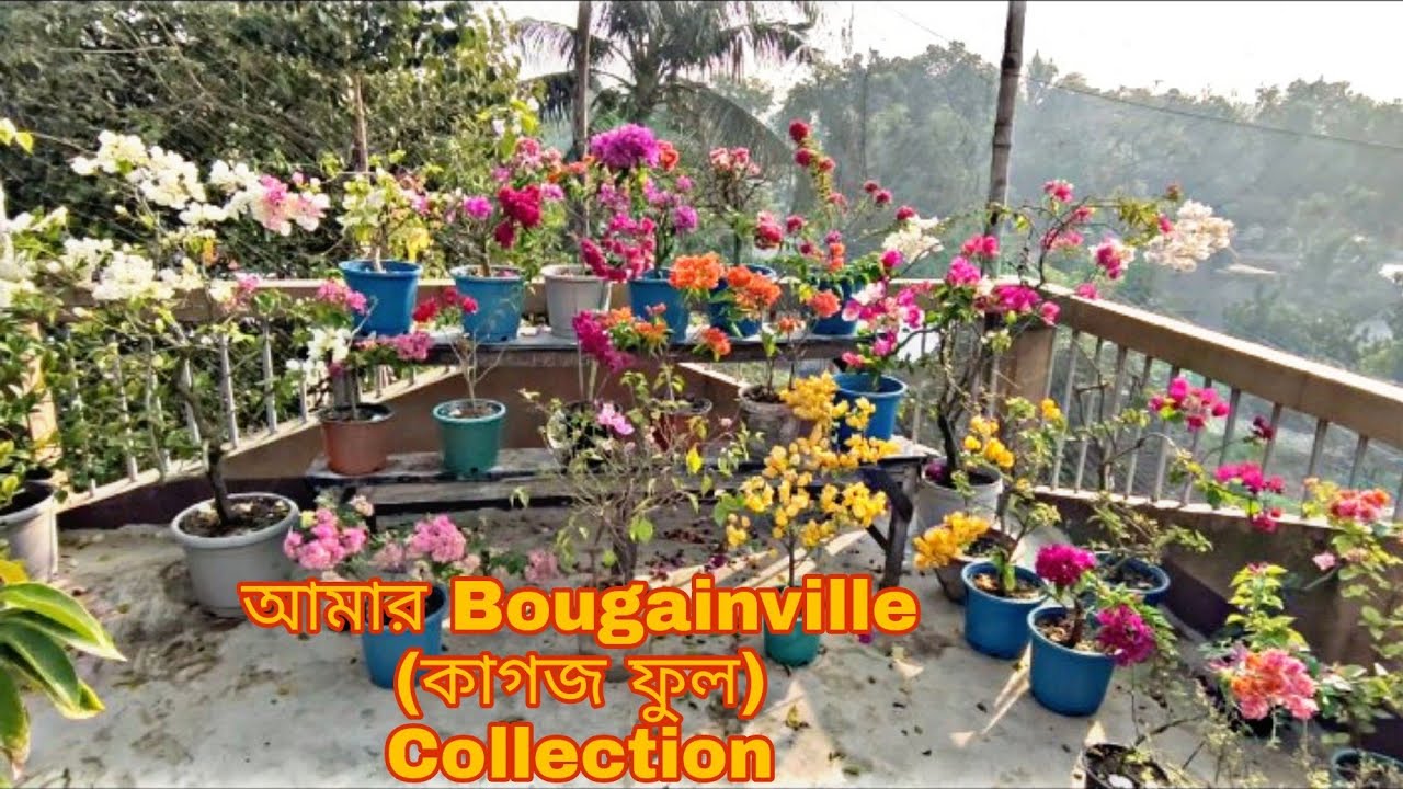 Bougainville in my garden #baganbilas #কাগসফুল #flowers #gardening ...