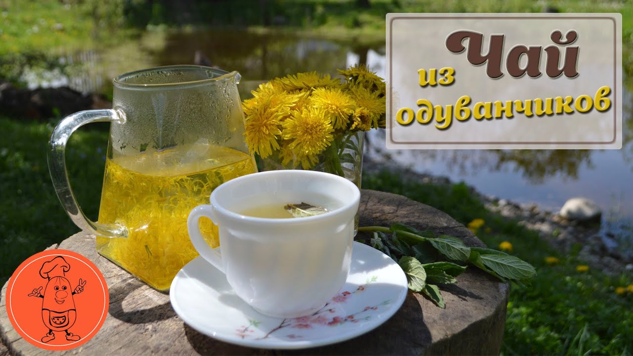 Чай из одуванчиков - как правильно приготовить цветки и заваривать чай ...