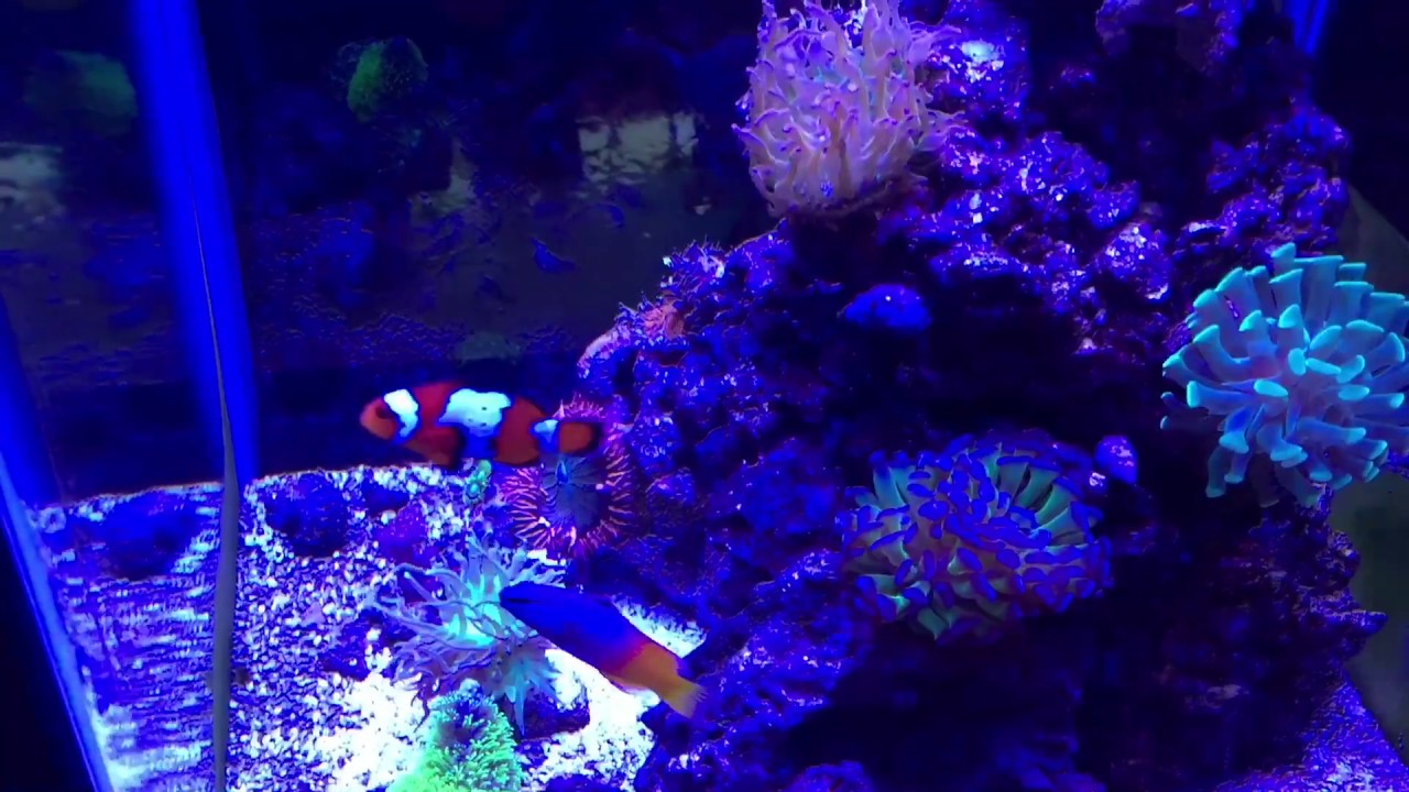 15 gallon saltwater reef tank - YouTube