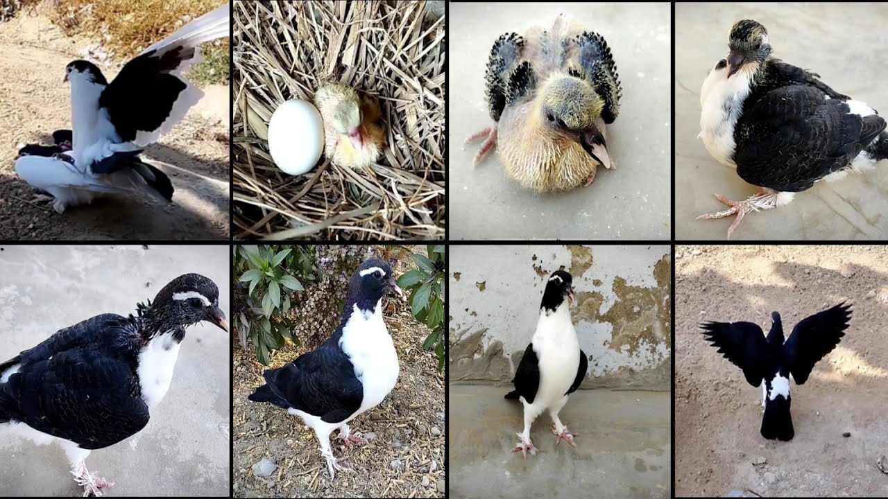 pigeon baby growing 😍 | pigeon baby growth day by day 🐣 # ...