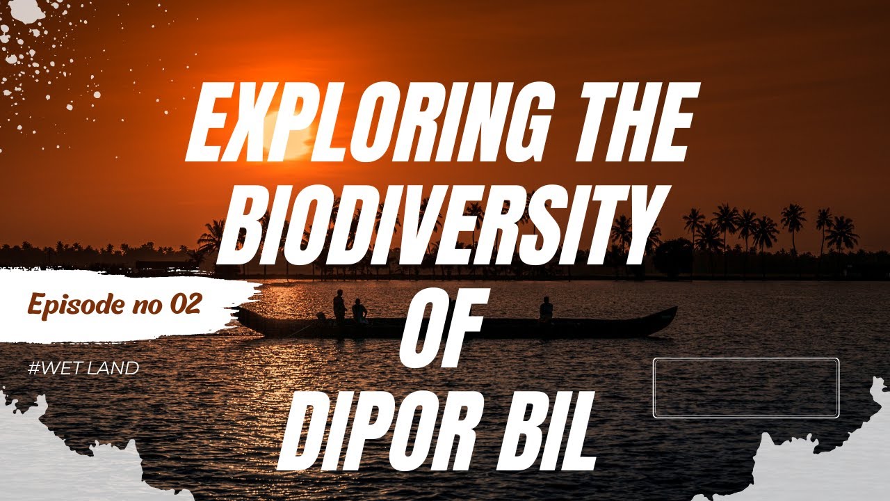 Exploring the Biodiversity of DIPOR BIL : A Wetland Wonderland - YouTube