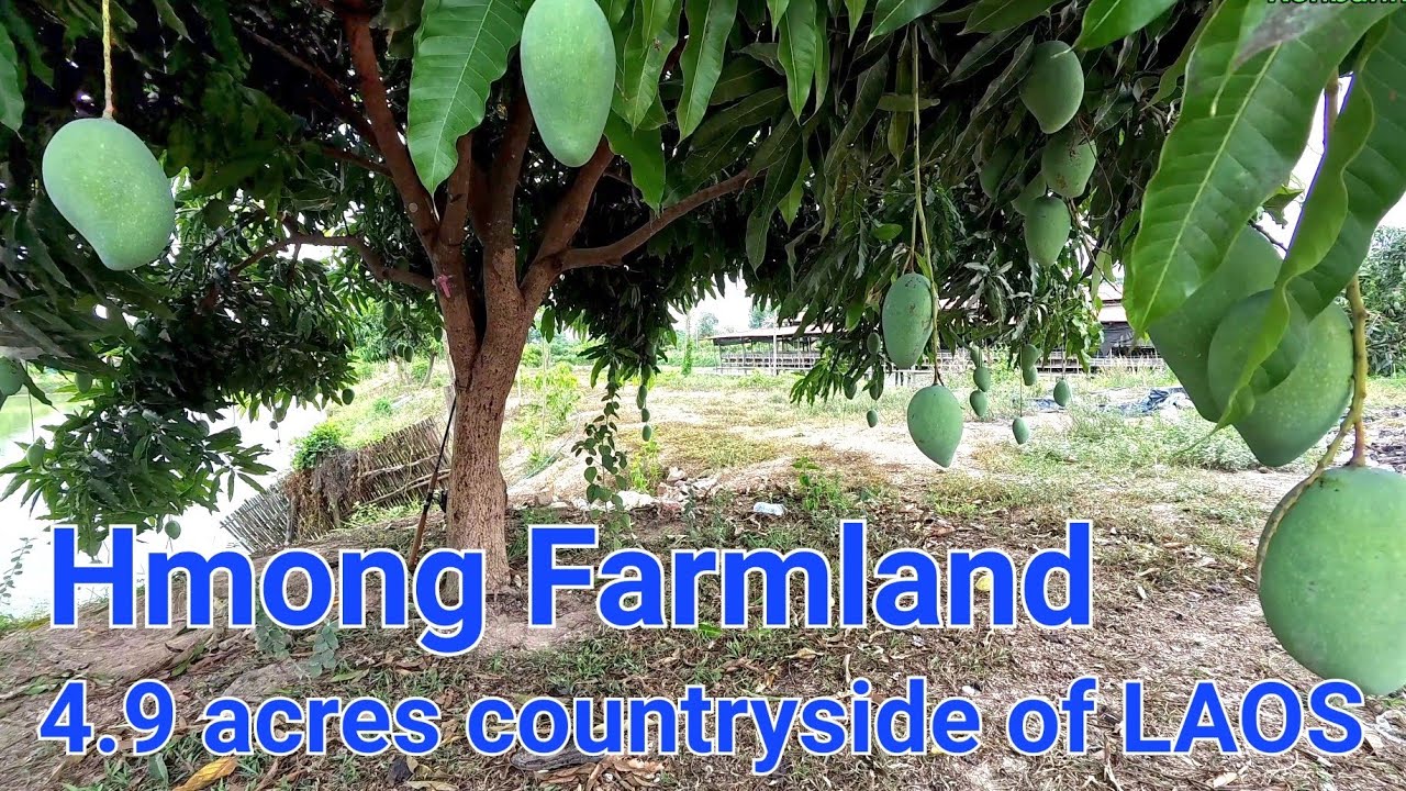 Visiting the Hmong farm in Laos / make a living raising chicken, and ...