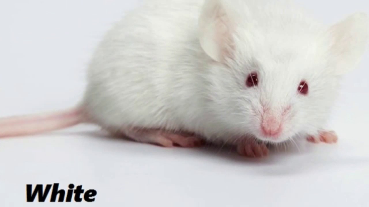 Different Colours of Mice - YouTube