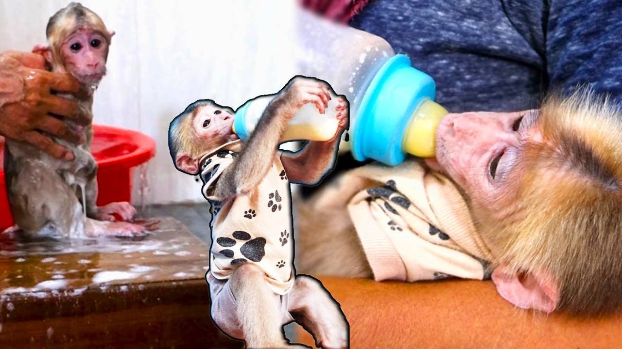 Monkey Icy enjoyed daily life with Mum and Mum taking really great ...