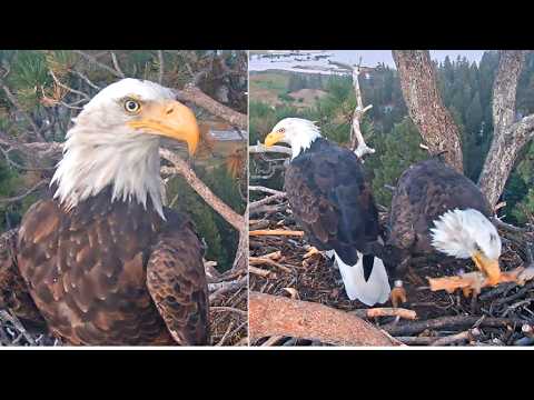 FOBBV 💕 SHADOW & KAYDEE EVENING RENDEZVOUS ON NEST! BODY BUMPING COURTSHIP BEGINS! 💕 9.21.26