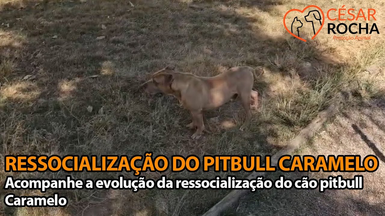 EVOLUÇÃO DO PITBUL CARAMELO - YouTube