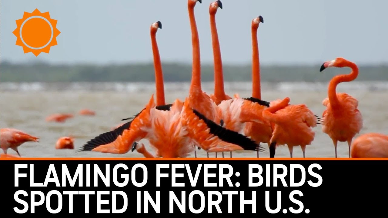 Flamingo fever: Birds spotted throughout unexpected states ...