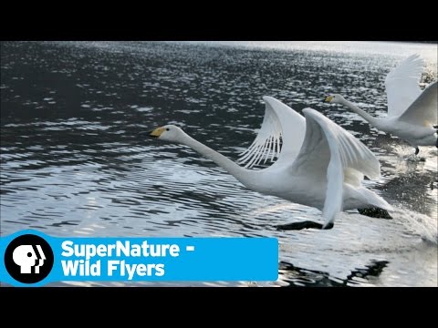 SUPERNATURE - WILD FLYERS | Masters of the Sky | PBS
