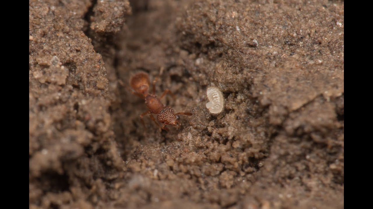 Strumigenys argiola- queen nest care 26Feb21 - YouTube