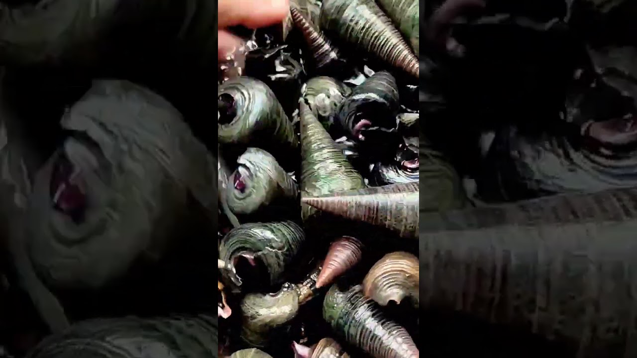 Bagongon(Telescope Shell) - YouTube