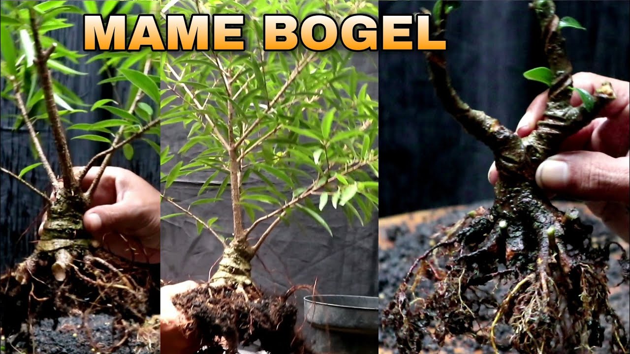 Bonsai BOGEL Memang Lebih Istimewa - YouTube