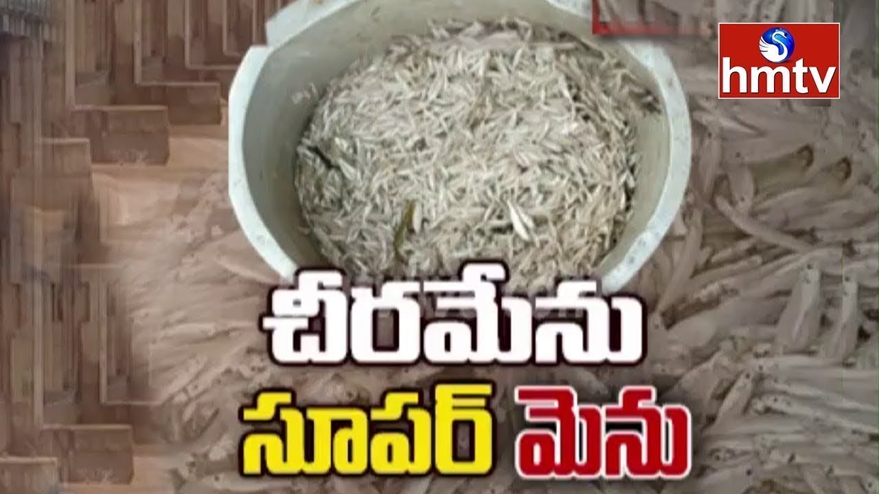 చీరమేను చేప : Godavari Special Rare Fish Seeramenu | Special Focus ...
