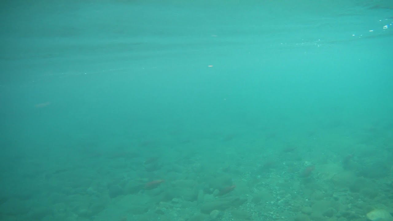 BC salmon spawning migration - Lardeau River Adventures - YouTube