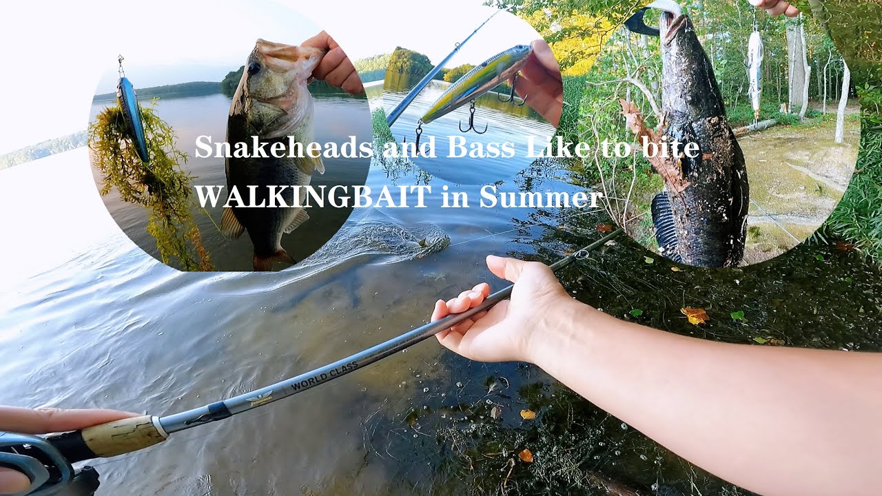 Snakeheads and Bass Like to bite WALKINGBAIT in Summer TOPWATER BAIT ...