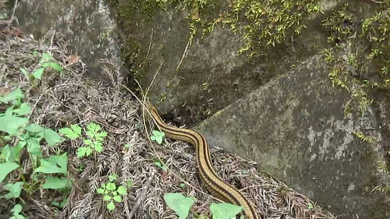 Japanese striped snake シマヘビ Elaphe quadrivirgata - YouTube