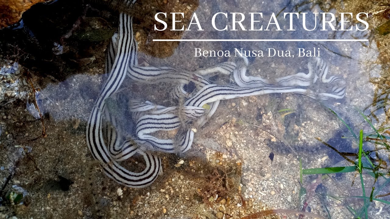Sea Creatures / Low-Tide Sea Creatures at Benoa Nusa Dua, Bali - YouTube