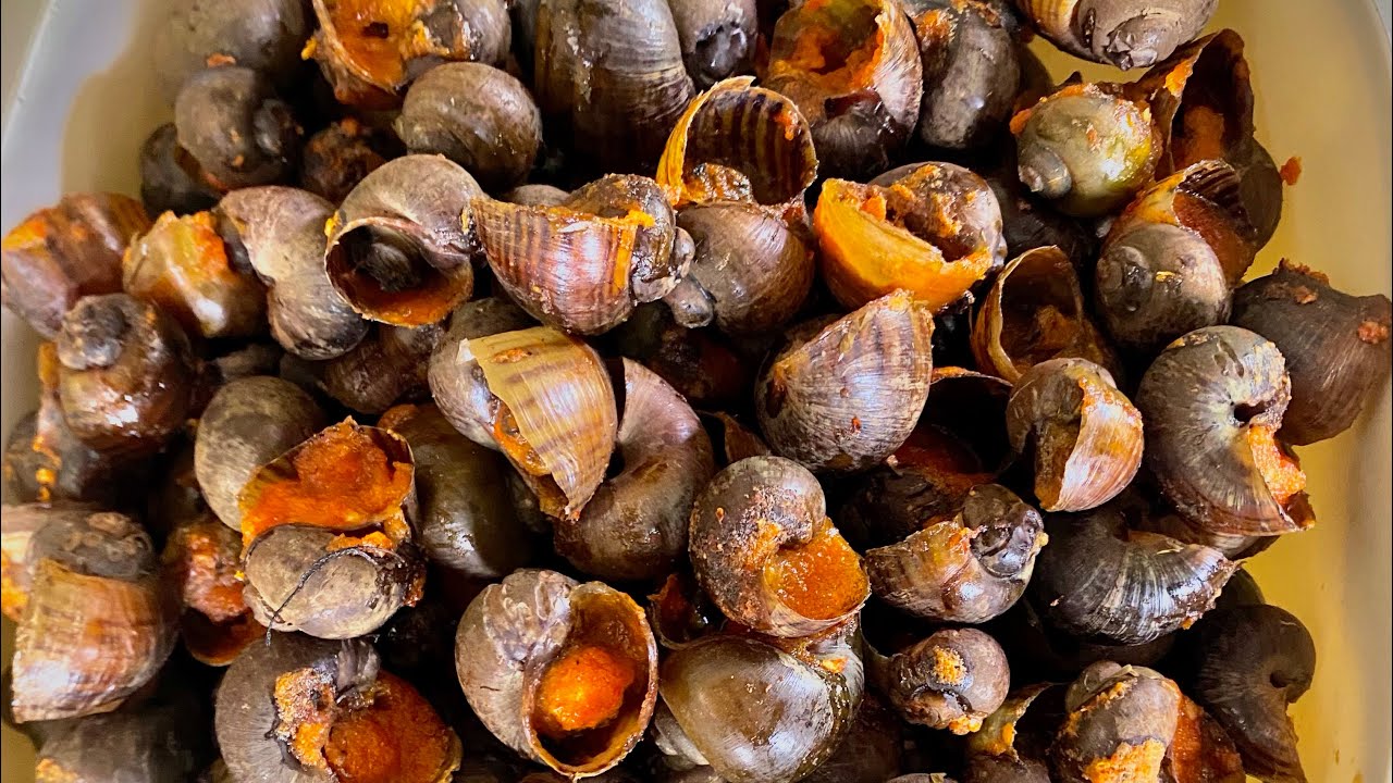 🌎Nguji manggang tekuyung bo/siput - YouTube